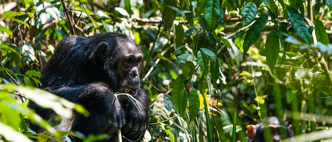 Tracking the trees: How Jane Goodall is using tech to conserve forests ...