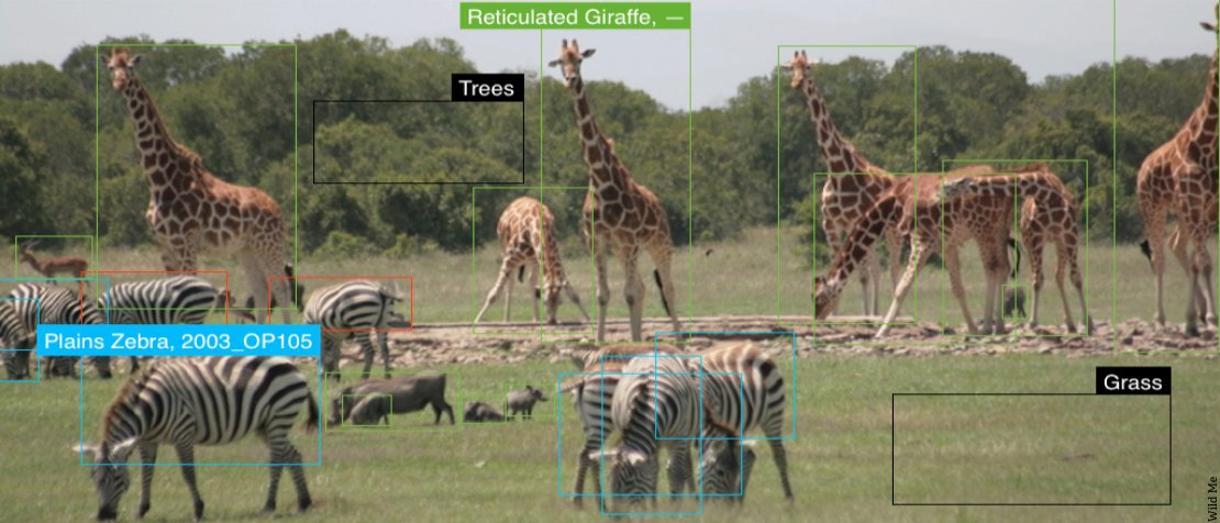 Connected conservation: Here's how technology can help protect natural ...